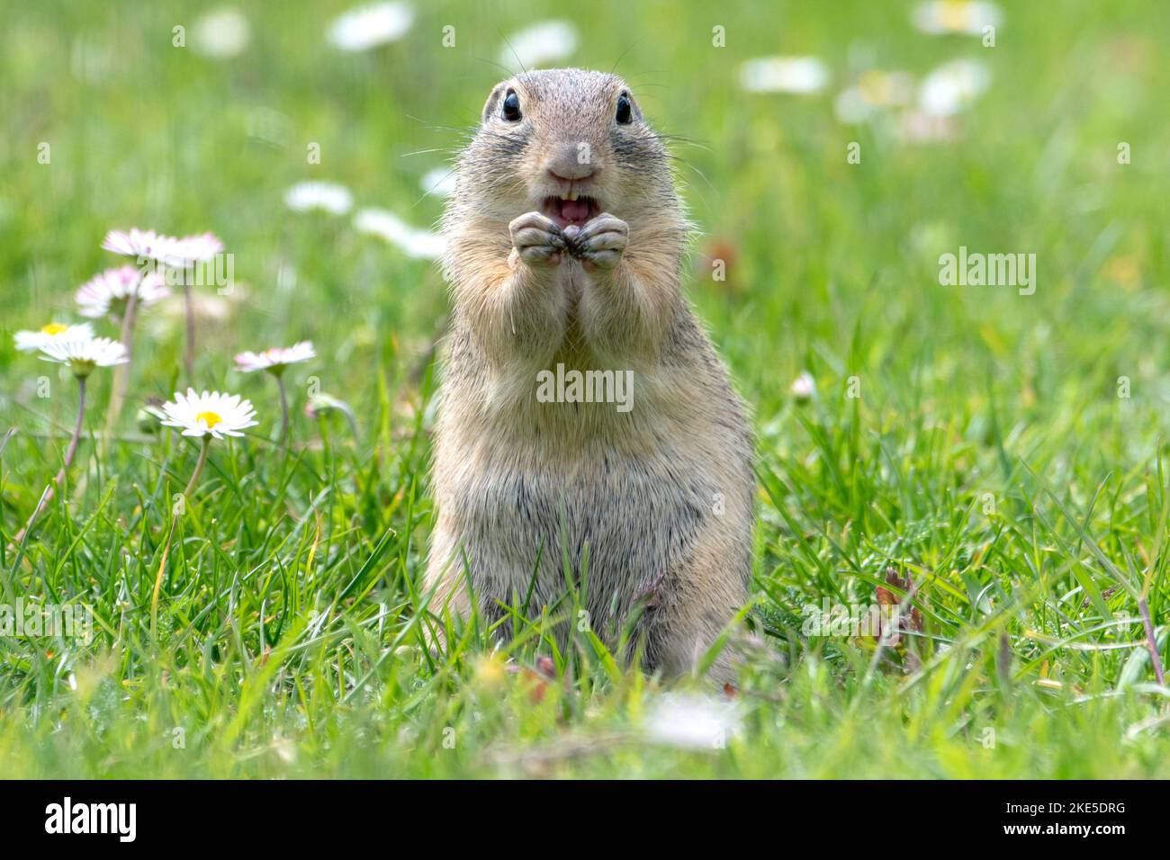 Gopher stands hi-res stock photography and images - Alamy