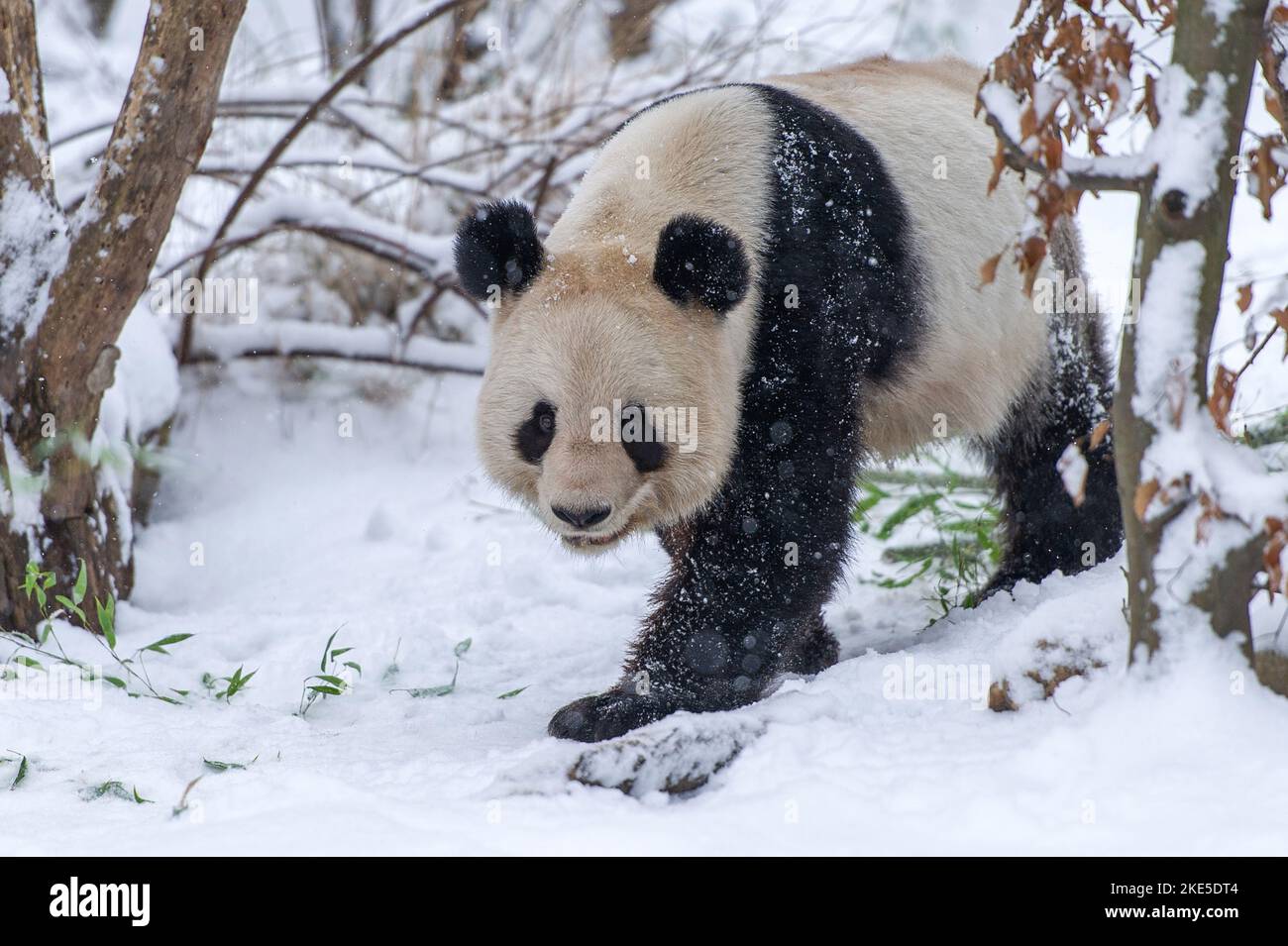 Panda walking side view hi-res stock photography and images - Alamy