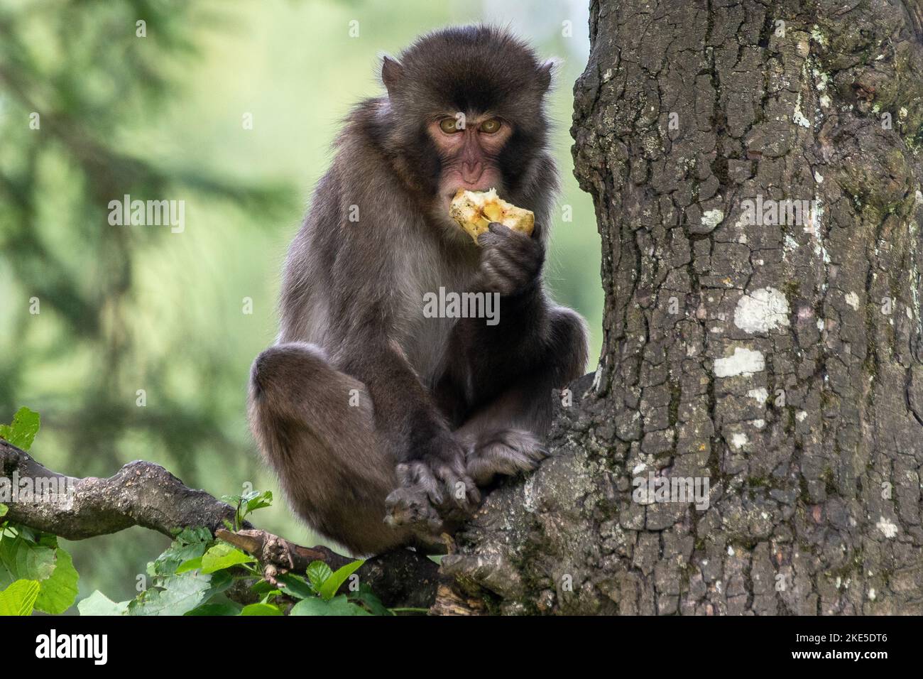 Japanese macaques tree hi-res stock photography and images - Alamy