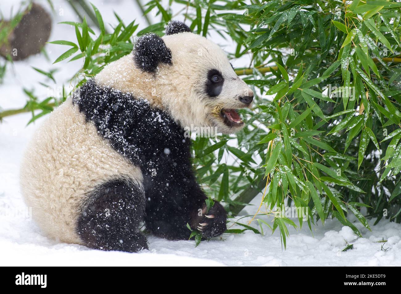 Panda bear profile hi-res stock photography and images - Alamy