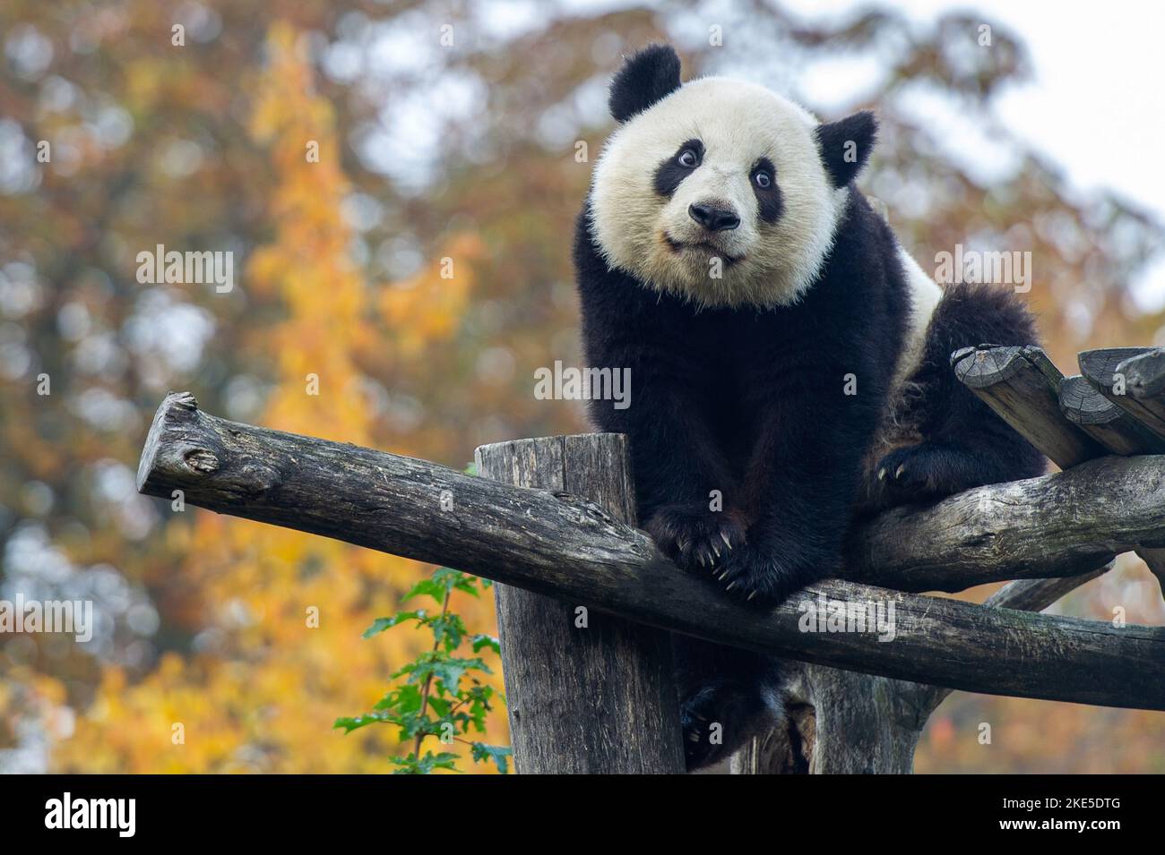 Panda ailuropoda climbing hi-res stock photography and images - Alamy
