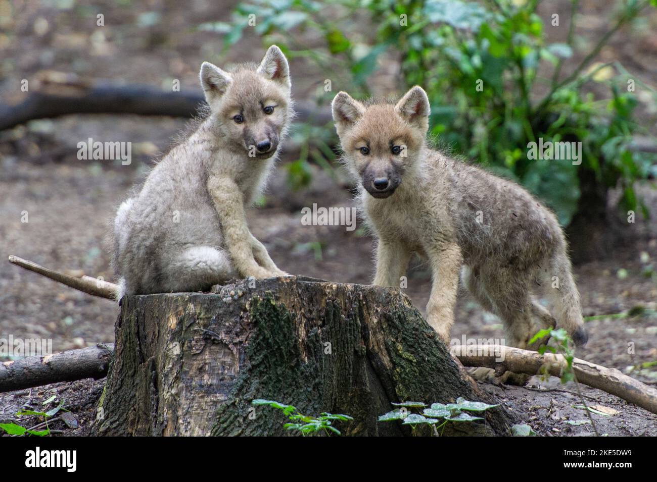 Arctic wolf cub hi-res stock photography and images - Alamy