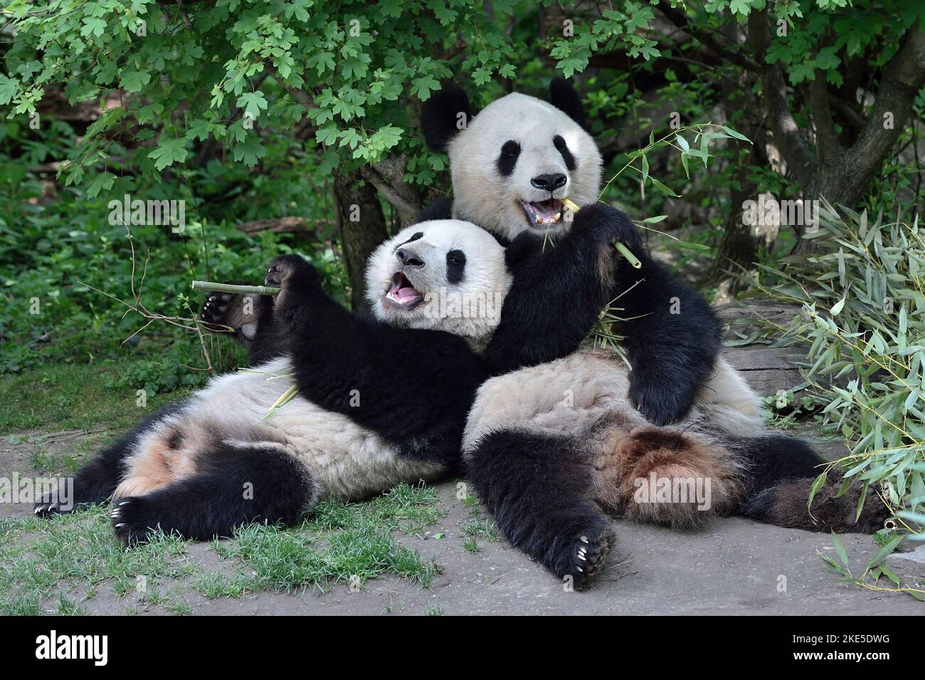 2 giant pandas Stock Photo - Alamy