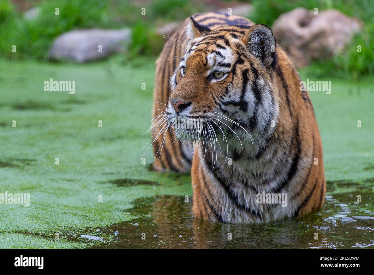 Landscape format of amur tiger hi-res stock photography and images - Alamy
