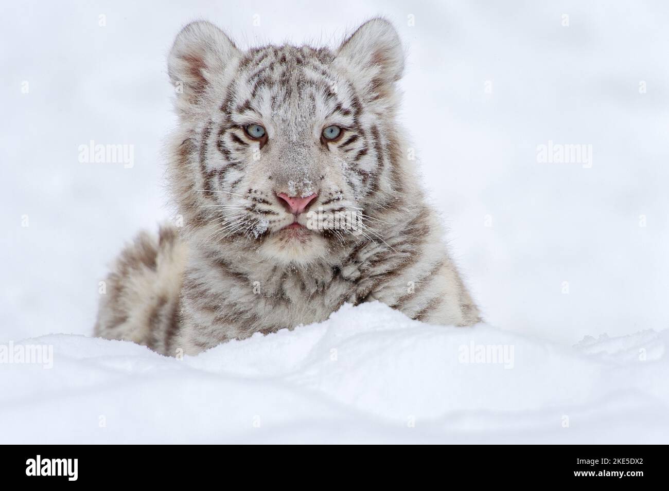 White Tiger Cubs Wallpaper In Snow