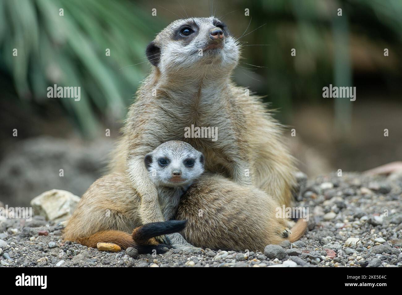 Baby meerkat behaviour hi-res stock photography and images - Alamy