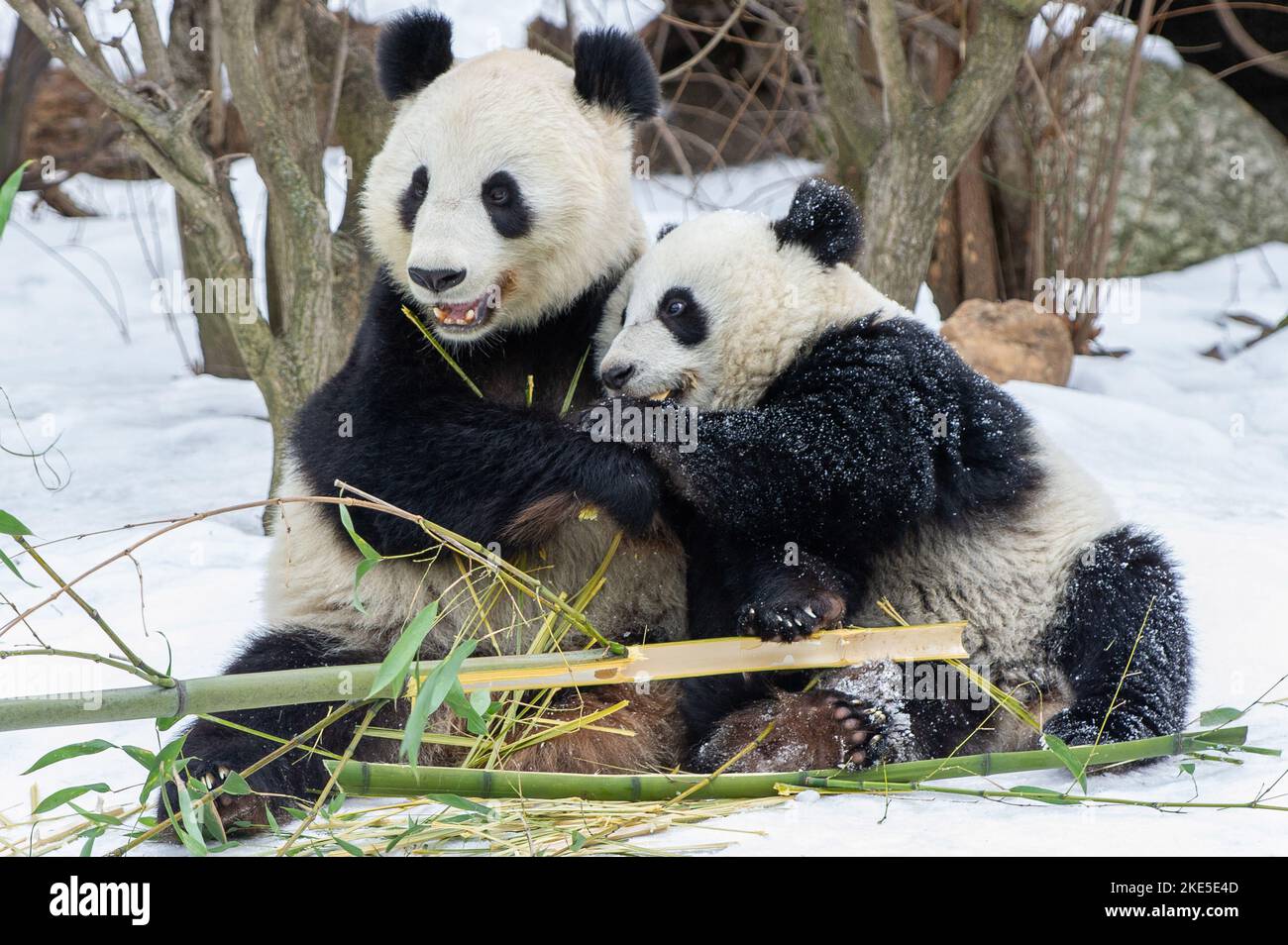 2 giant pandas Stock Photo - Alamy 2 giant pandas Stock Photo - Alamy