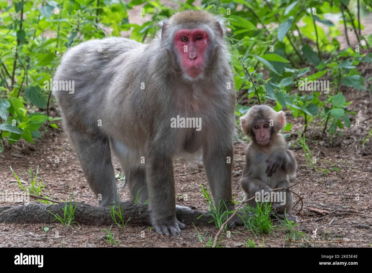 Two japanese macaques macaca fuscata hi-res stock photography and ...
