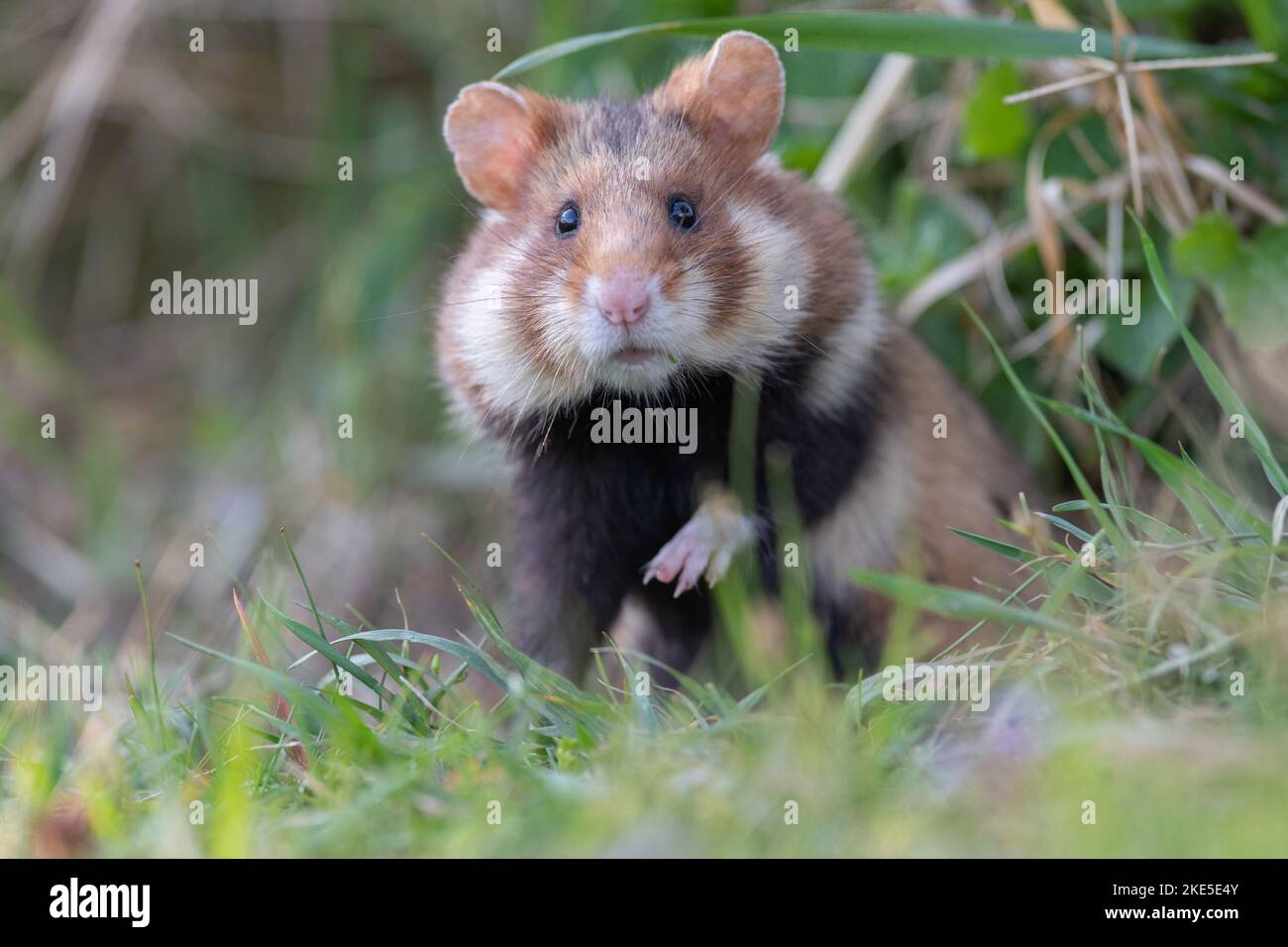Eurasian hamster hi-res stock photography and images - Alamy