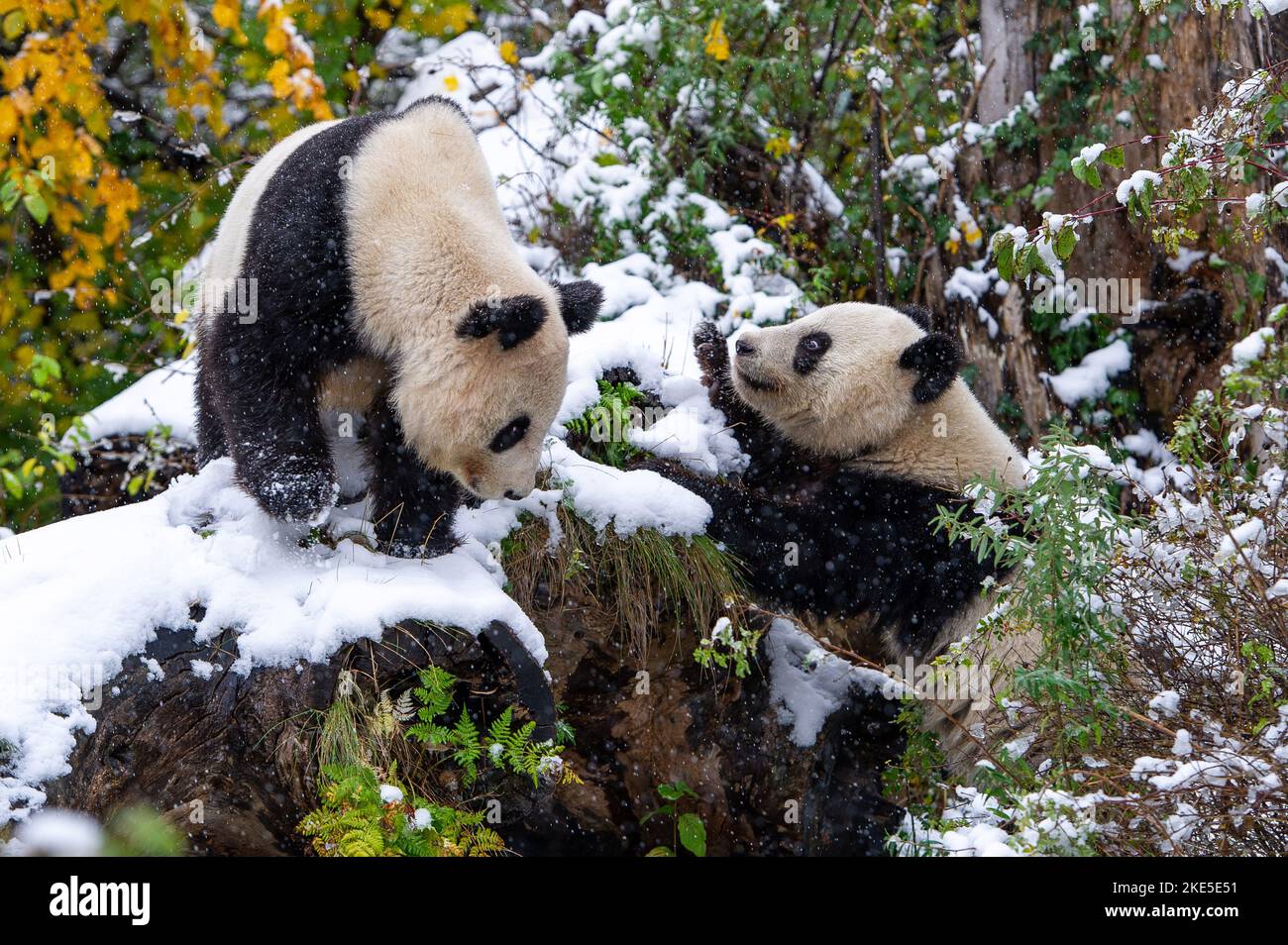 2 giant pandas Stock Photo - Alamy