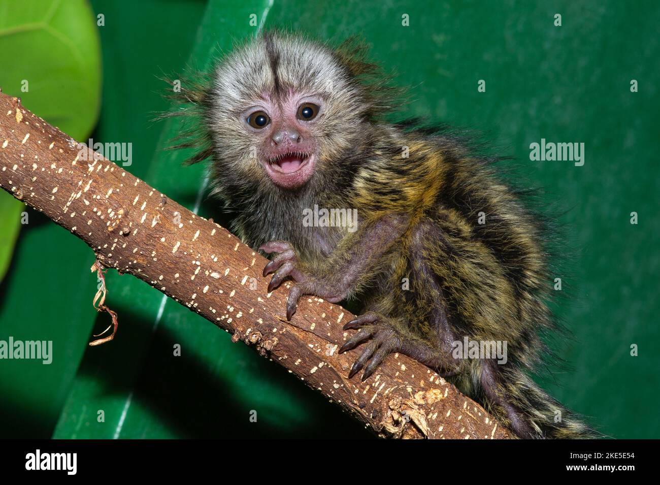Common marmosets hi-res stock photography and images - Alamy