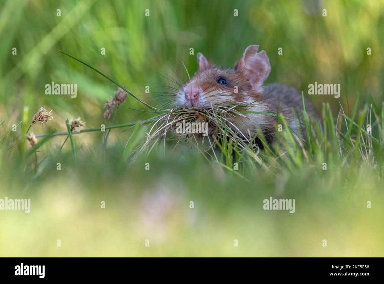 Hamster nest hi-res stock photography and images - Alamy