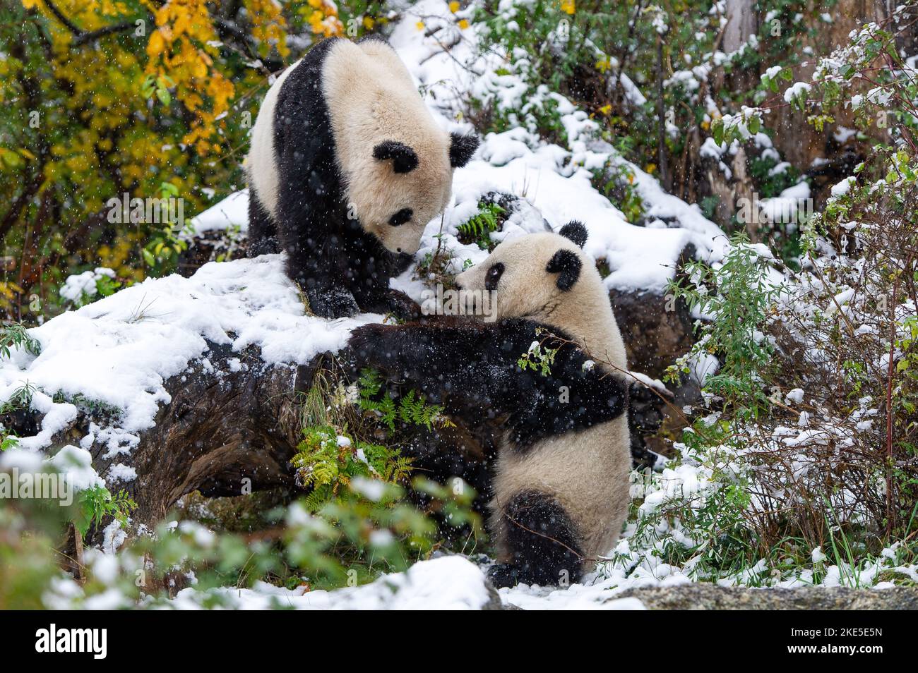 2 giant pandas Stock Photo - Alamy