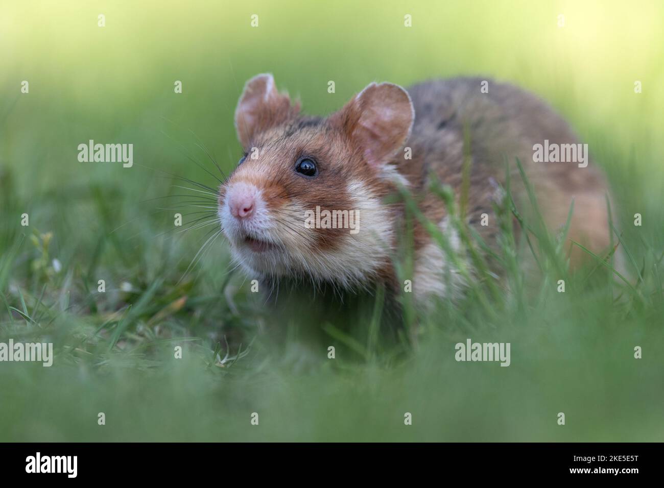 Eurasian hamster hi-res stock photography and images - Alamy