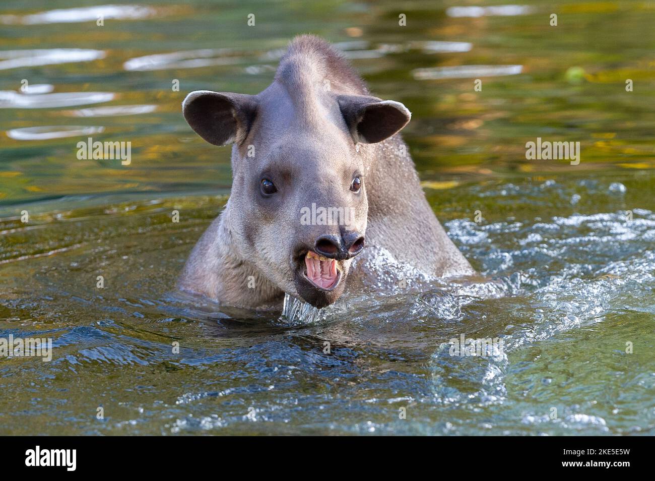 Tapir swimming hi-res stock photography and images - Alamy
