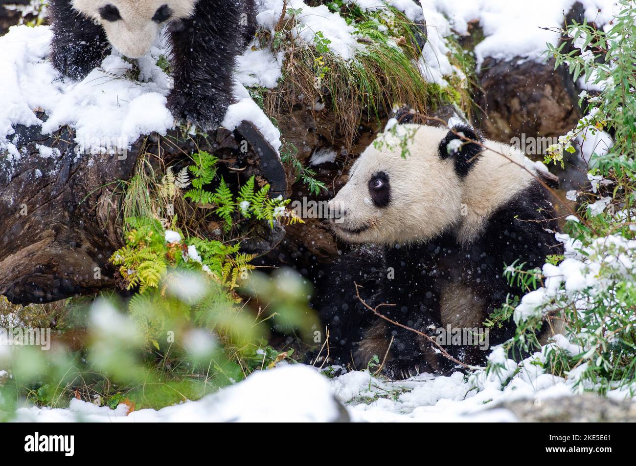 2 giant pandas Stock Photo - Alamy