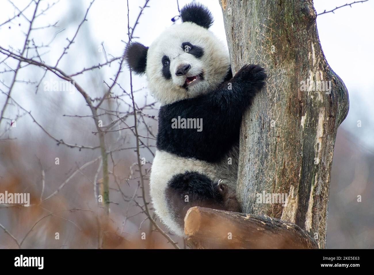 Panda ailuropoda climbing hi-res stock photography and images - Alamy