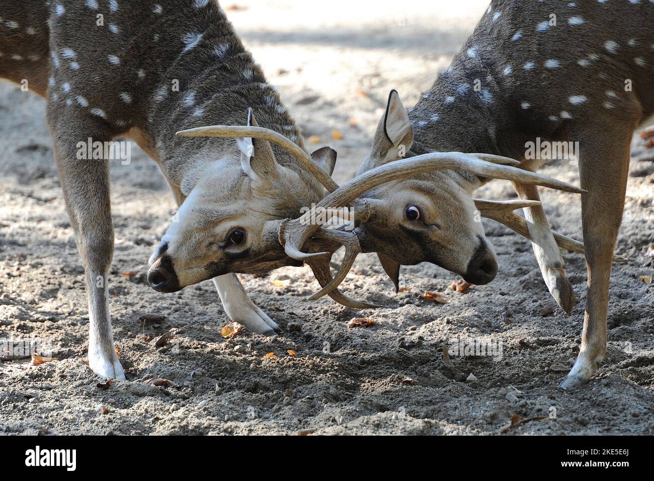 Spotted deer axis axis adult male hi-res stock photography and images ...
