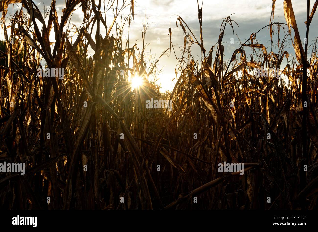 Manning Corn Fields Stock Photo - Alamy
