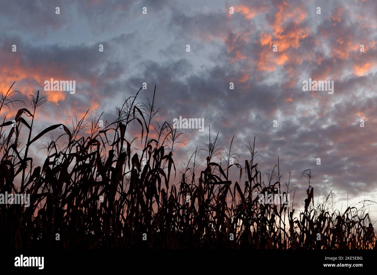 Sunrise corn field usa hi-res stock photography and images - Alamy