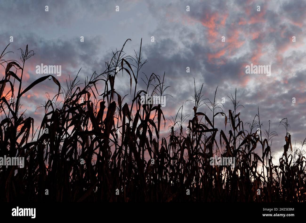 Manning Corn Fields Stock Photo - Alamy