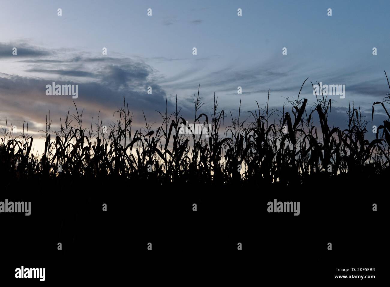 Scenic corn fields hi-res stock photography and images - Alamy