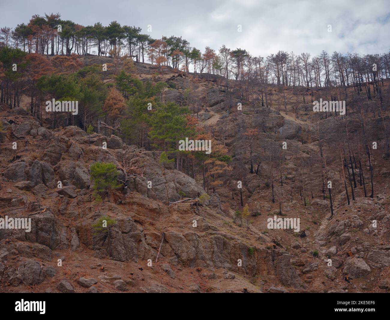 Turkey has been fighting forest fires since 28 July 2021. Forests in ...