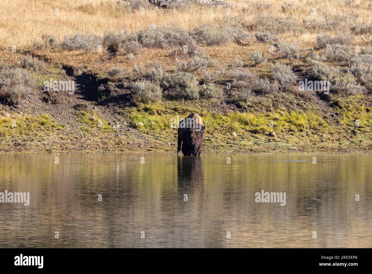 Bison Crossing the Yellowstone River in Fall in Yellowstone National ...