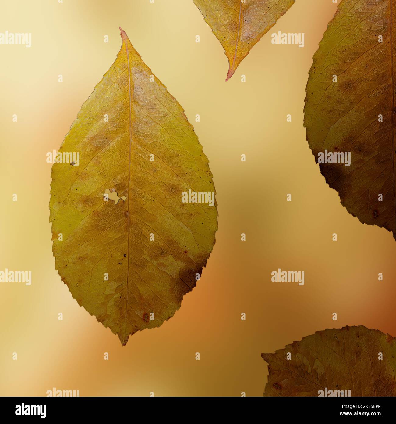 Faint fall hi-res stock photography and images - Alamy