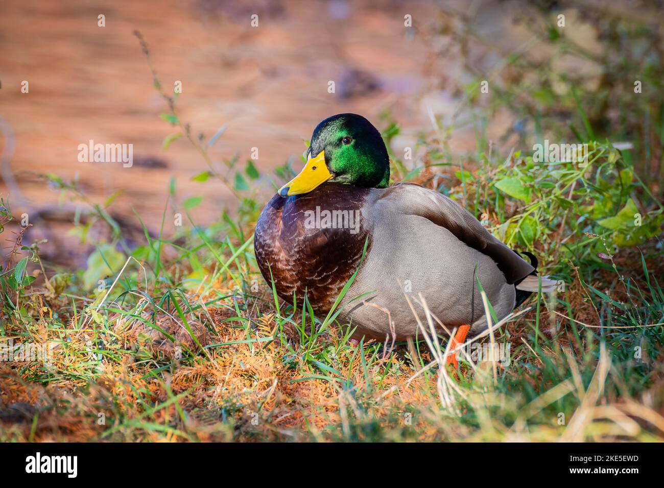 Male wild duck posing for picture Stock Photo - Alamy