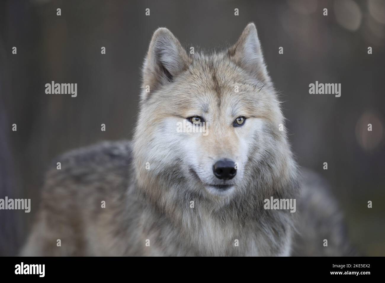 eastern timber wolf Stock Photo - Alamy