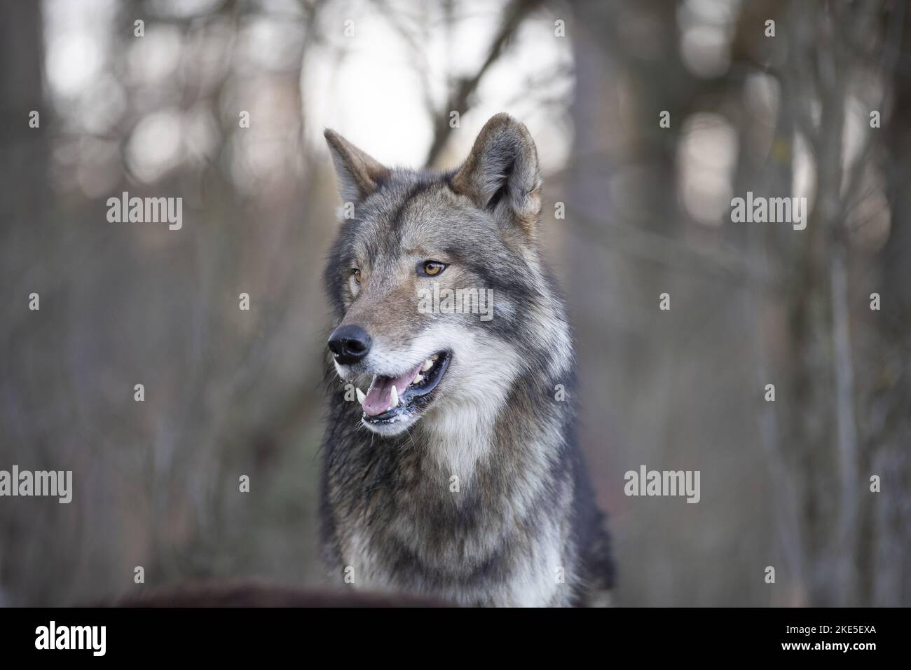 Eastern wolf algonquin hi-res stock photography and images - Alamy