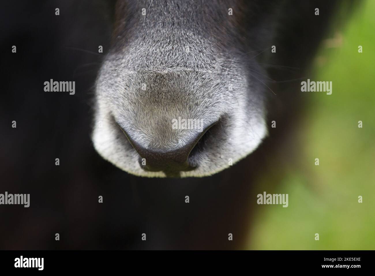 Yak 1 hi-res stock photography and images - Alamy