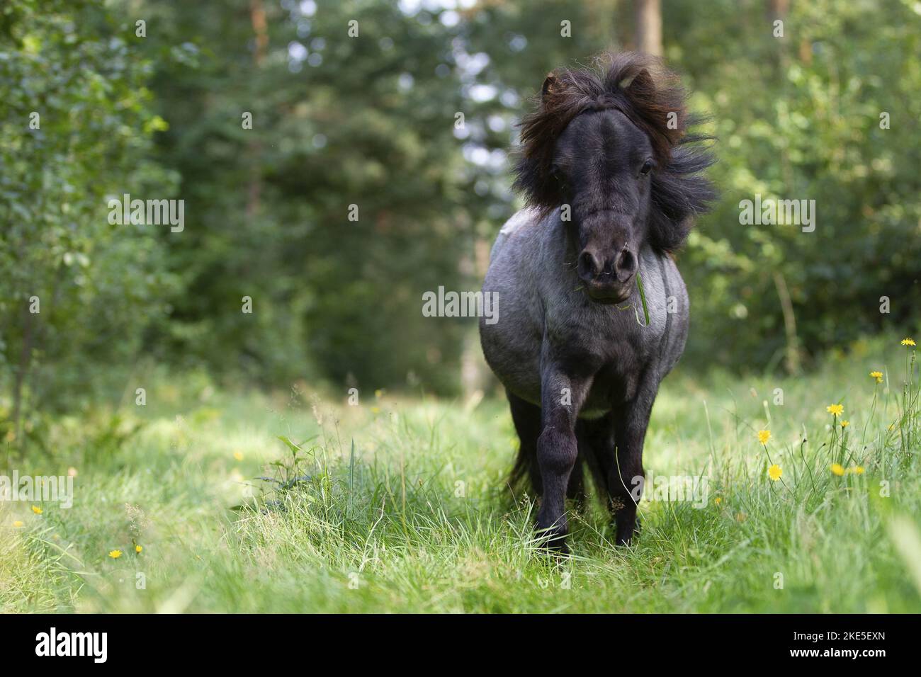 Shetland Pony in summer Stock Photo - Alamy
