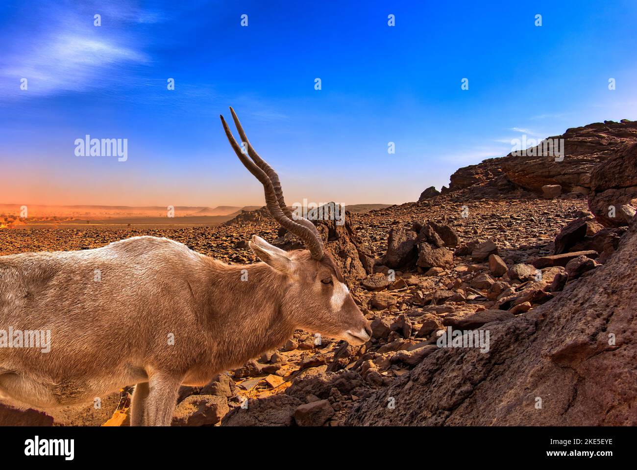 Close up view of an antelope in rock and scree desert without ...