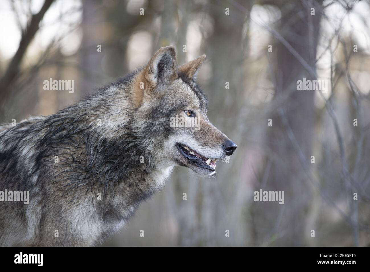 Timber wolf animal profile view hi-res stock photography and images - Alamy