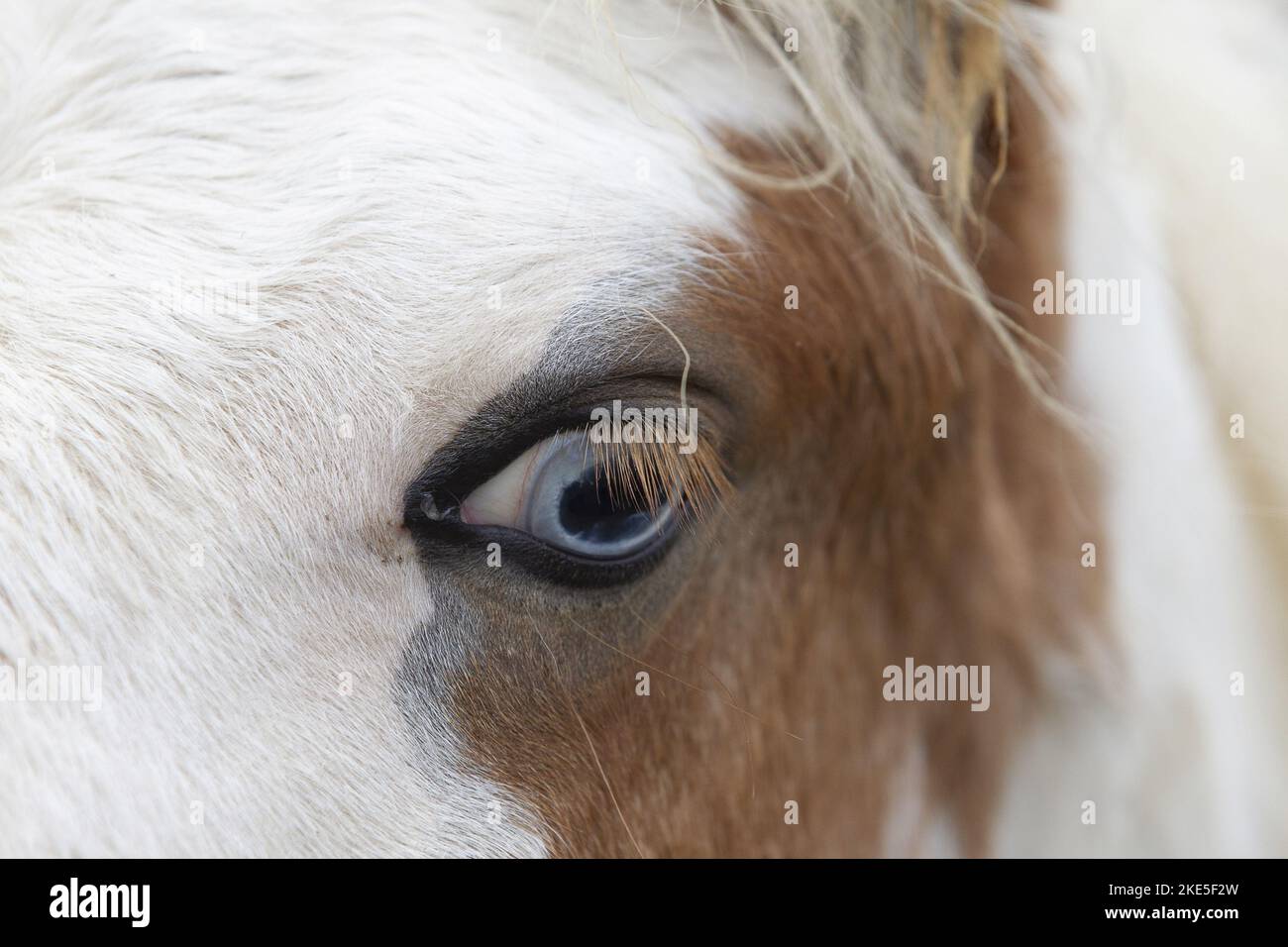 Irish Tinker eye Stock Photo - Alamy