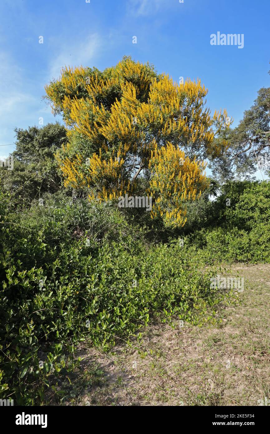 flowering tree in scrubby woodland Pantanal, Mato Grosso, Brazil. July ...