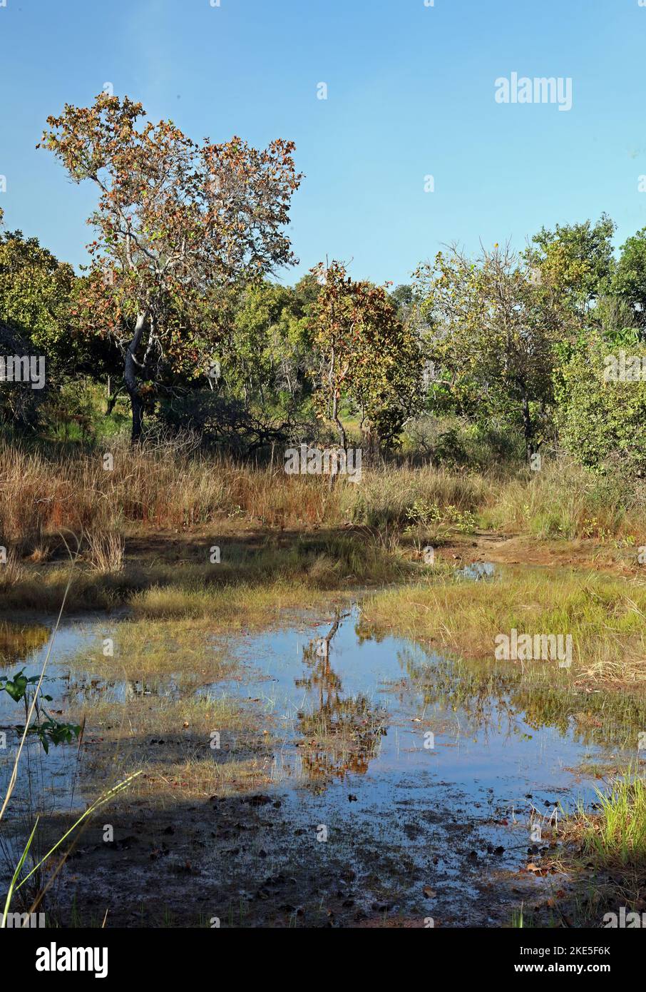 view over wetland with reflections Pantanal, Brazil. July Stock Photo ...