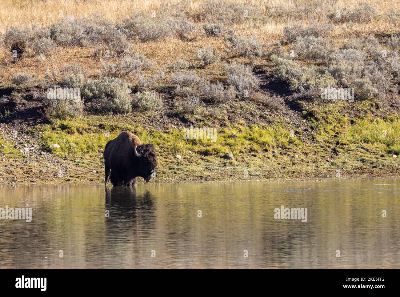 Bison Crossing the Yellowstone River in Fall in Yellowstone National ...