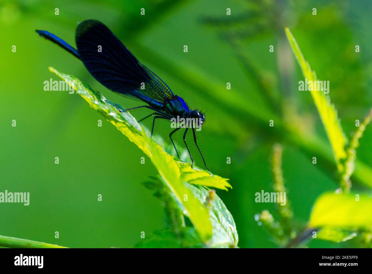 A closeup shot of a dark blue damselfly on a green plant Stock Photo ...