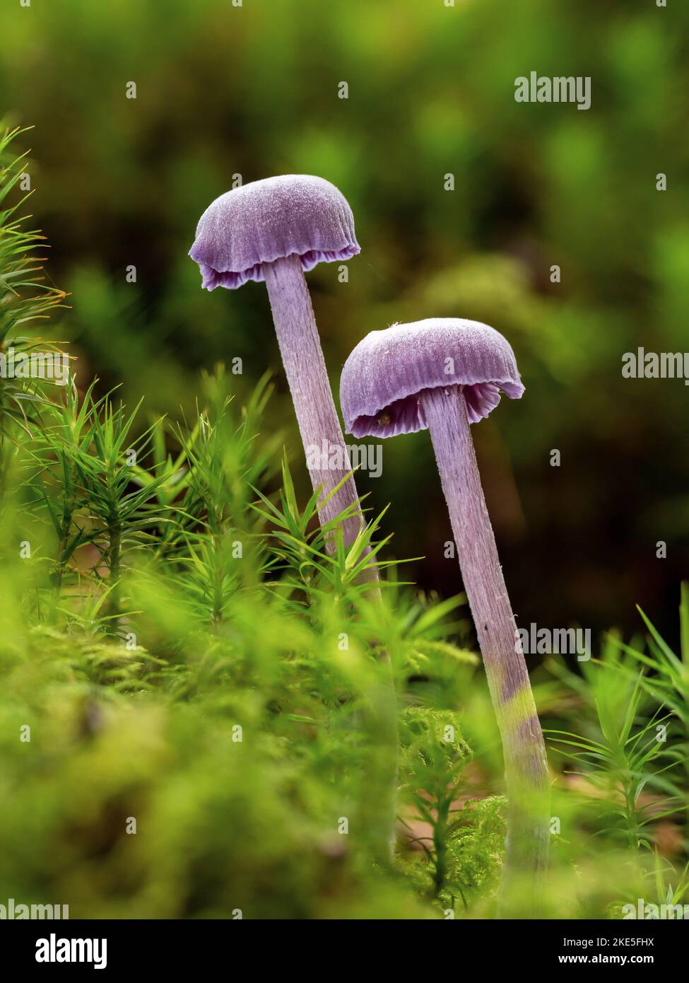 Amethyst Deceiver Mushroom Stock Photo - Alamy