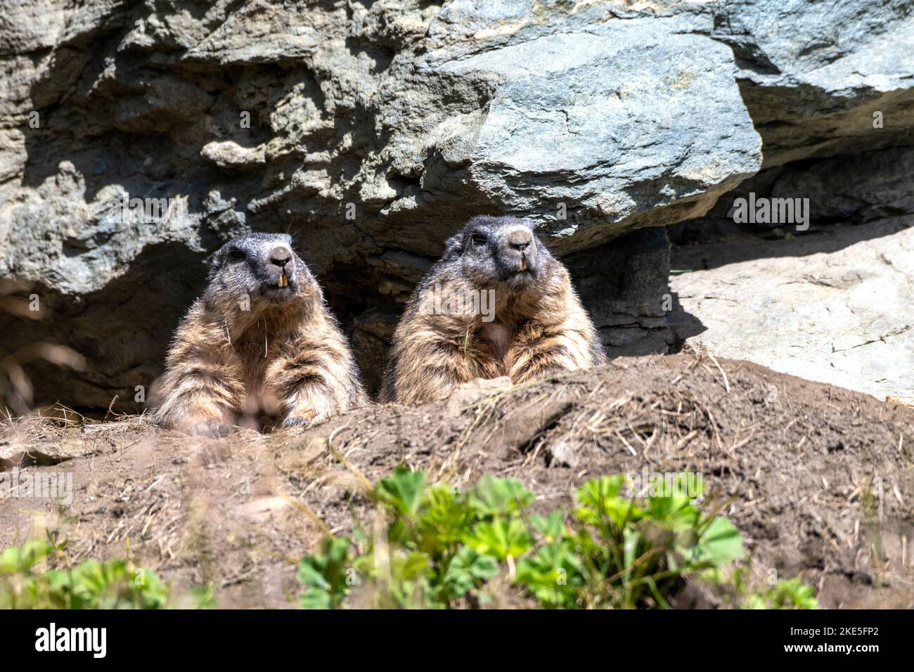 Murmel hi-res stock photography and images - Alamy