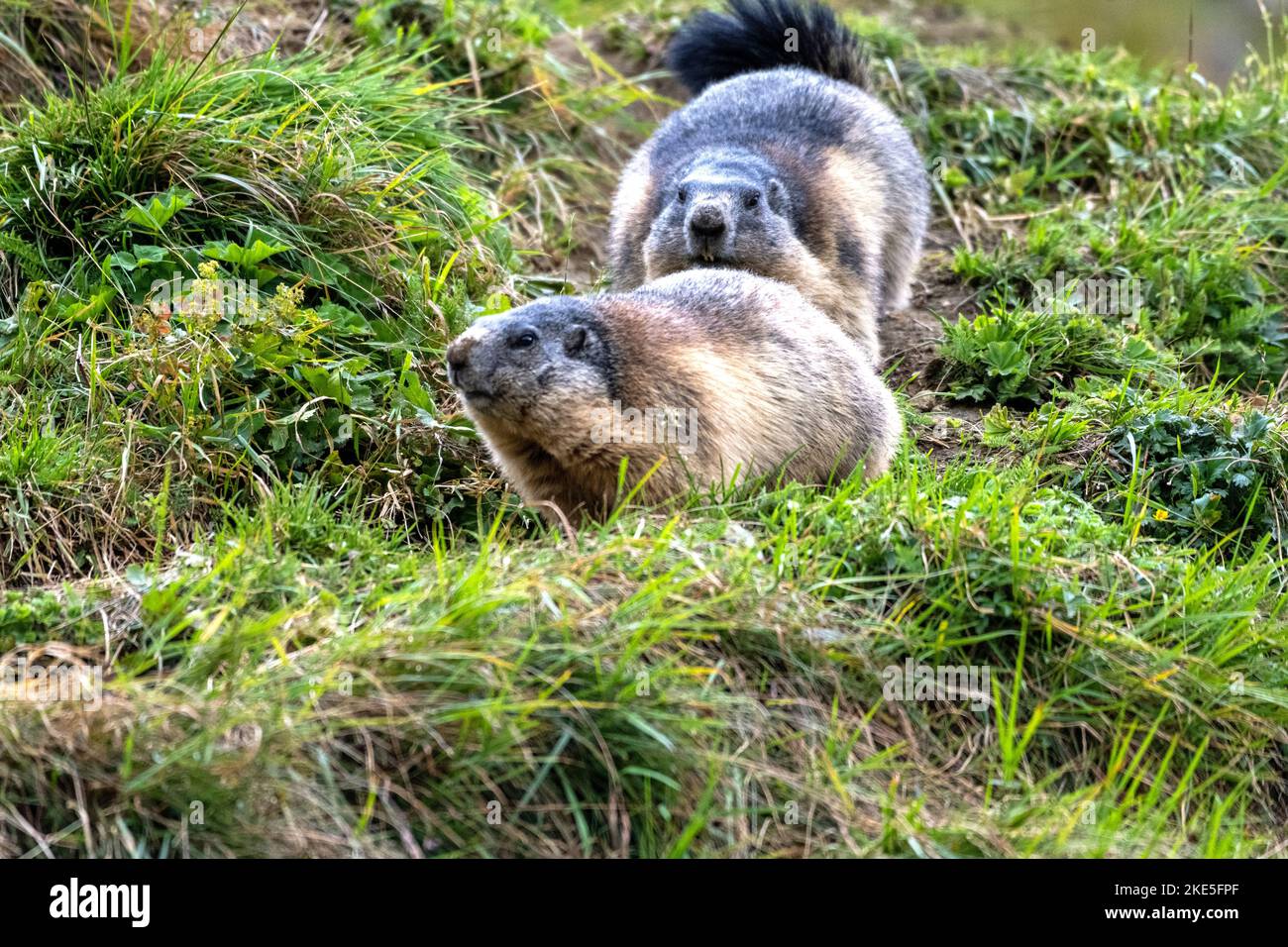 Murmel hi-res stock photography and images - Alamy