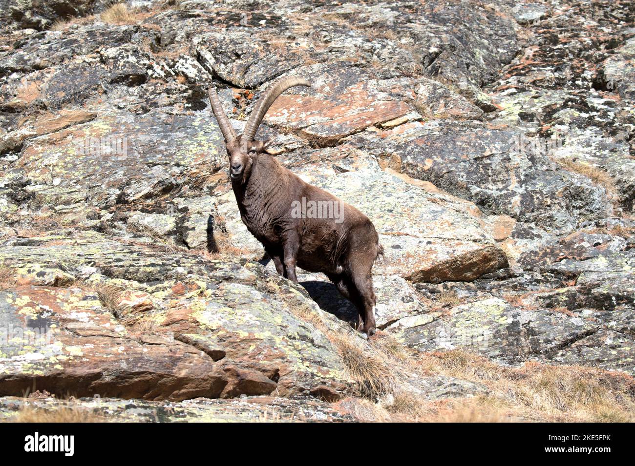 Steinbock im winter hi-res stock photography and images - Alamy