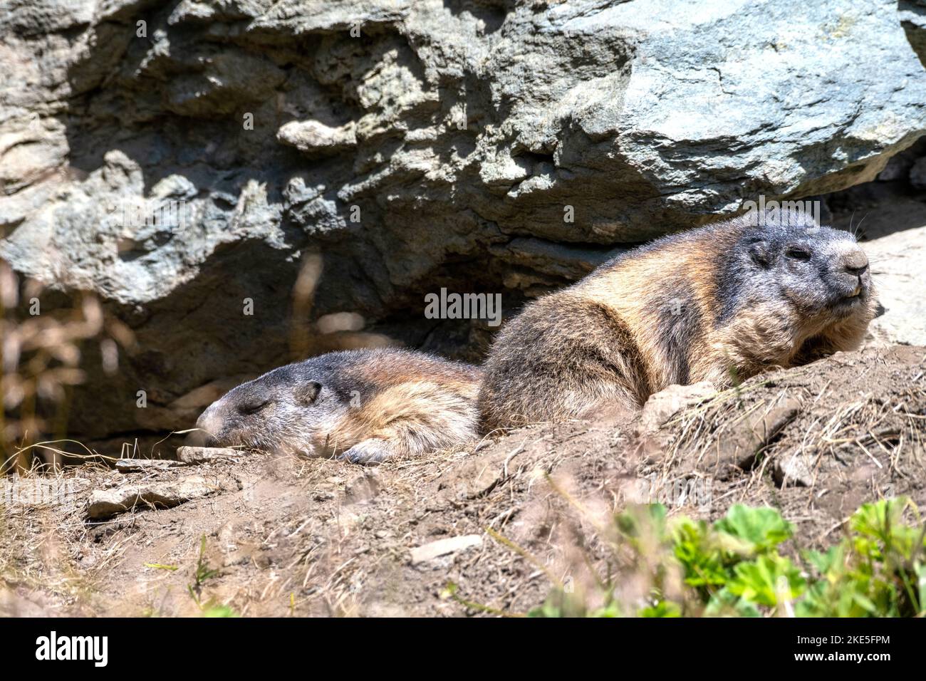 Murmel hi-res stock photography and images - Alamy
