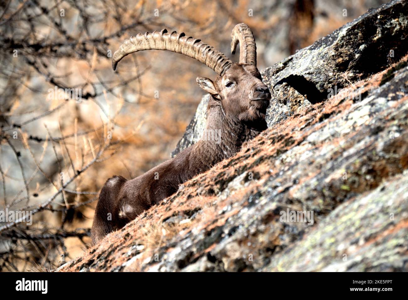 Steinbock im Hochgebirge Stock Photo - Alamy