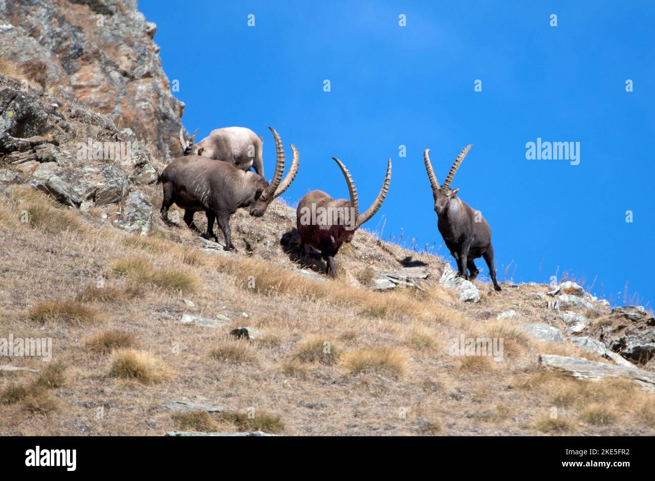 Steinbock im Hochgebirge Stock Photo - Alamy