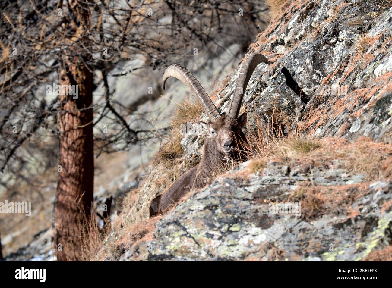 Steinbock im Hochgebirge Stock Photo - Alamy