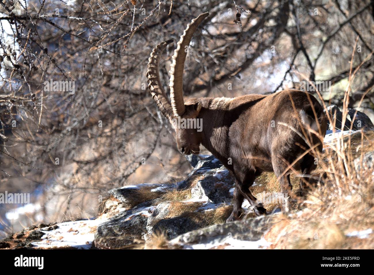 Steinbock im Hochgebirge Stock Photo - Alamy